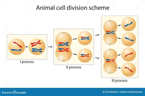 Meiosis Daughter Cells