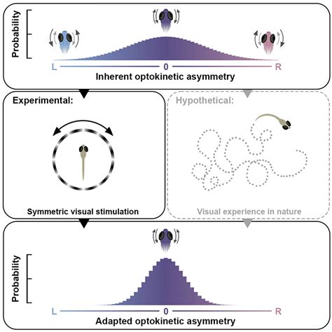 Optokinetic Set Point Adaptation Functions As An Internal Dynamic