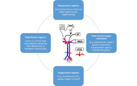Suggested Future Strategies Toward Increasing In Situ Cadaver Organ