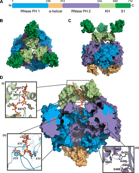 Domains And Structure Of Pnpase A Domain Organization Of Pnpase Download Scientific Diagram