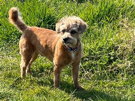 Is A Male Or Female Jackapoo Better