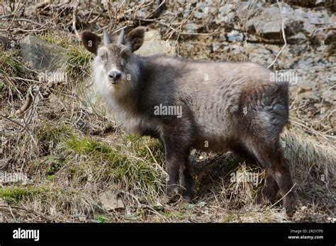 Naemorhedus Crispus Japanese Serow Capricornis Crispus Japanese