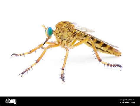 Hanging Thief Robber Fly Or Robberfly Diogmites Salutans Isolated