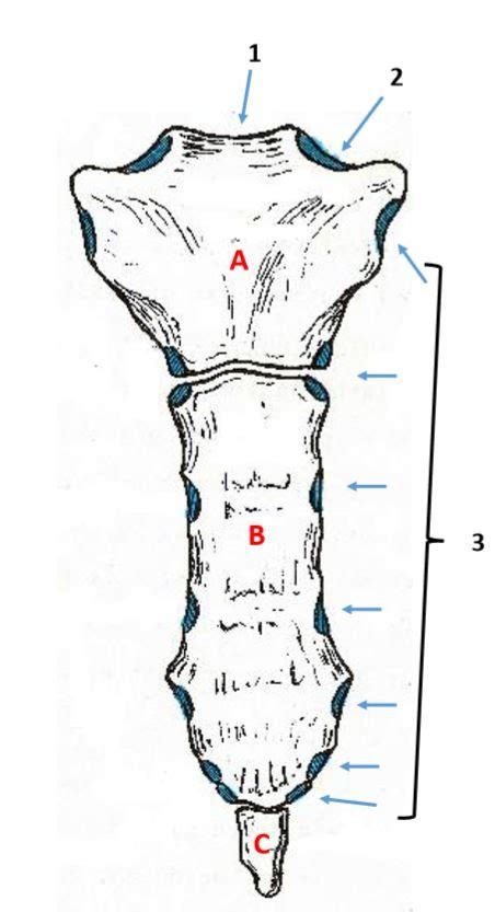 Incisura Jugularis Incisura Jugularis