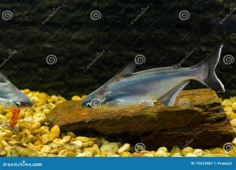 Pangasius Vietnamita Pescado De Basa Imagen De Archivo Imagen De