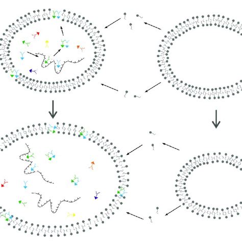 The Competition Between Protocells On Account Of The Effect Of Msp
