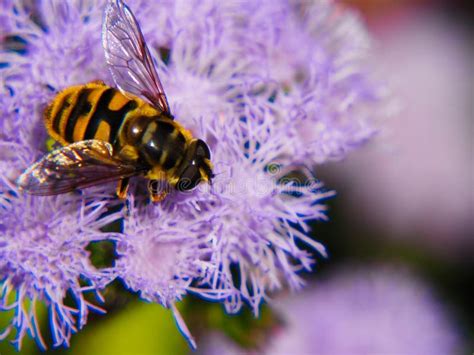 Bumblebee Stock Image Image Of Bumblebee Insects Nature 94906297