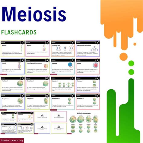The Stages Of Meiosis Masteringbiology