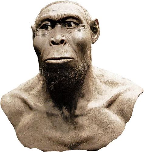 Homo Rudolfensis Es Una Especie De Hominino Fósil Que Habitó En El