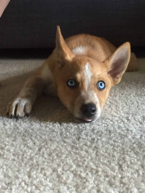 Siberian Husky Australian Cattle Dog Mix