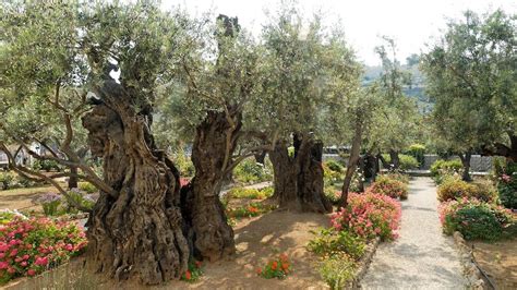The Garden Of Gethsemane—still A Place Of Prayer And Weeping