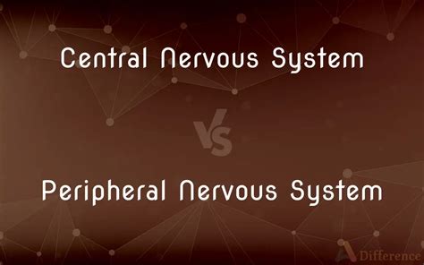 Central Nervous System Vs Peripheral Nervous System — Whats The