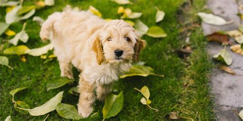 What Is A Teacup Cockapoo Do Toy Cockapoos Exist