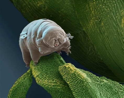 Wallpaper Id 1474685 1080p Tardigrade Free Download