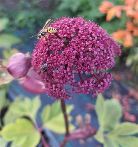 Angelica Gigas De Tuinstek