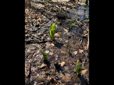 Skunk Cabbage At Cowassock Woods Sudbury Valley Trustees