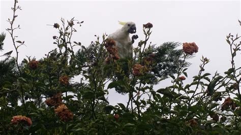This Old Boy Feasting On His Own Raustralia