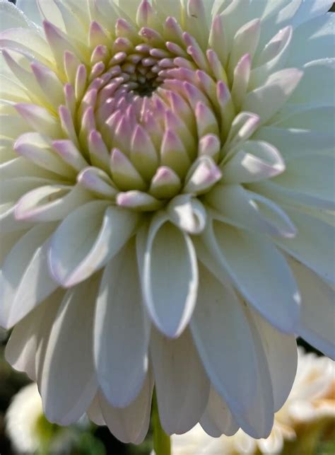 Inland Empire Dahlia Society Spokane Wa