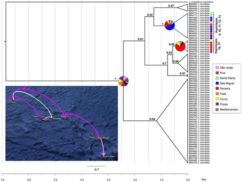 Pone0027697g004png Relaxed Molecular Clock Chronogram A Flickr
