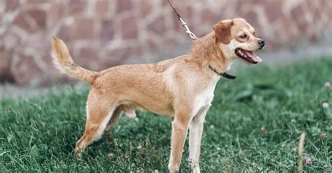 Hund Puster Tungt Gjennom Nesen Tamhund