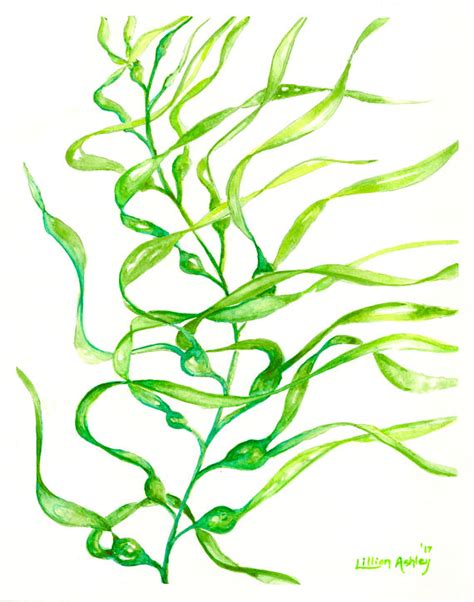 Kelp Drawing At Getdrawings Free Download
