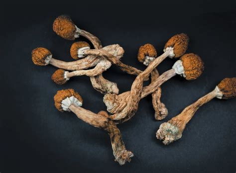 How Mushroom Spores Support Research And Cultivation Efforts Baddie Hub