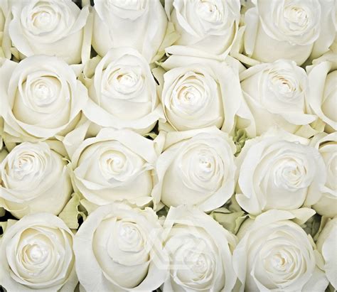 Rose White 25 Stems Premium Bulk Bunches