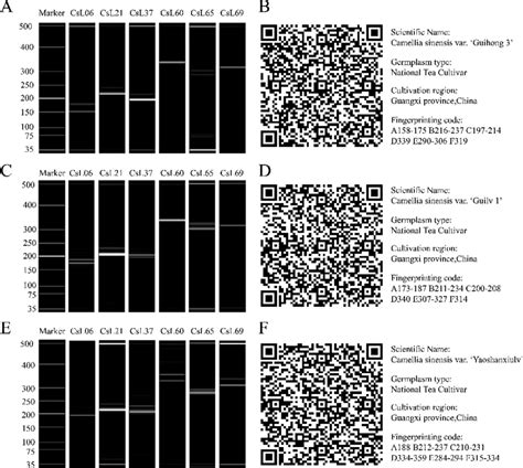 Sizes Of Dna Fragments And The Fingerprinting Codes Of Three National