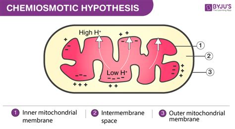 Chemiosmotic Theory Biology Simple