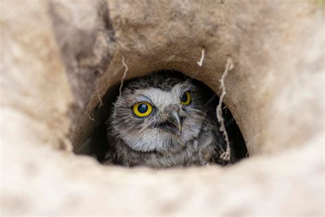 Premium Photo Burrowing Owl Athene Cunicularia Standing On The