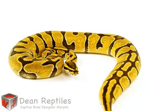 Morph List World Of Ball Pythons