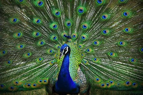 Dancing Peacock Print A Wallpaper