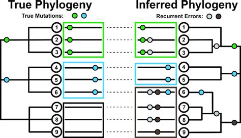 Effect Of Recurrent Sequencing Errors On Phylogenetic Inferences Download Scientific Diagram