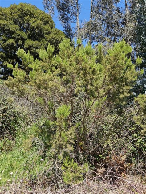 Romerillo Vivero Ecores