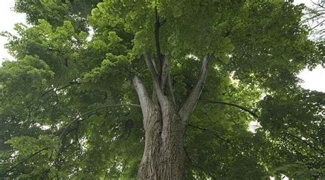 101 Linden Tree Drooping Branches Codyewingsg