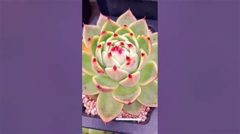 반려식물 다육이들 쇼츠 다육식물비가온다 Youtube