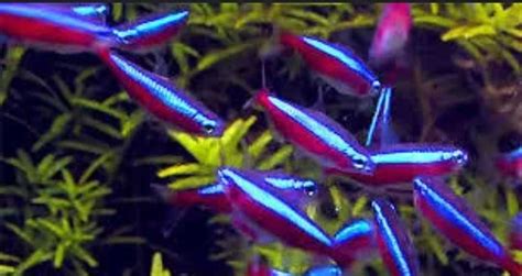 Vietuitoare Acvariu Bucuresti Sectorul 6 • Olx Ro