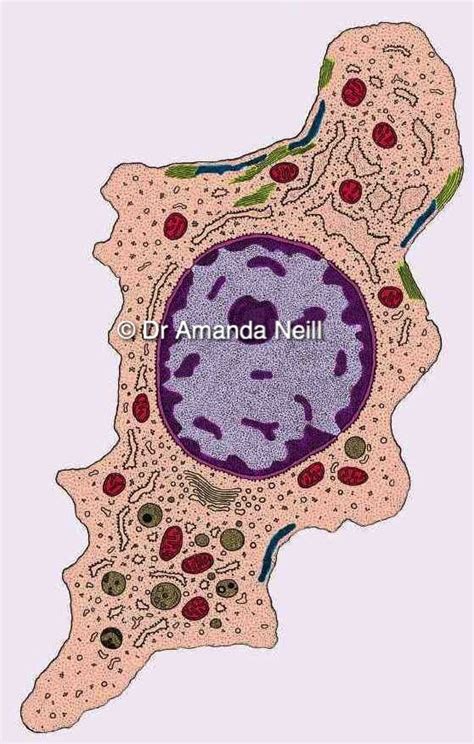 Amandas A To Z Medical Pocket Books Cell Indic Coloured