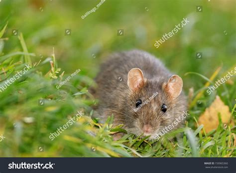 What Is A Mouse Natural Habitat At Marcelene Grant Blog