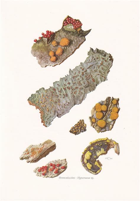 1960 Hypocreaceae Fungus Print Mushroom Wall Art Fungi Illustration