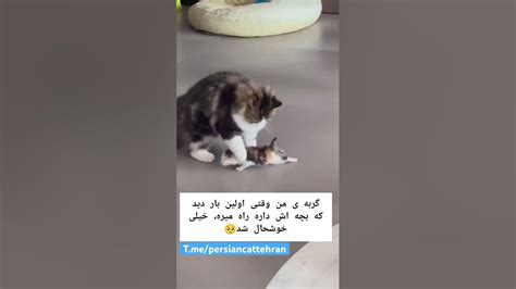 مامان گربه چقدر خوشحاله از اینکه بچه گربش داره سینه خیز راه میره مثل