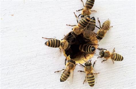 6 Signs Of Bees And Wasps Living In Your Walls Beekeeping 101