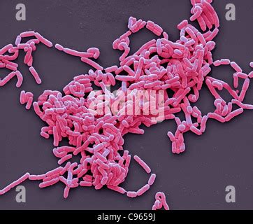 Scanning Electron Micrograph Sem Of Lactobacillus Salivarius Is