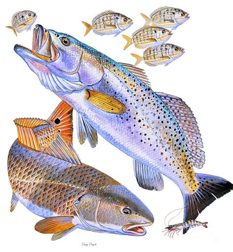 Speckled Trout Clip Art