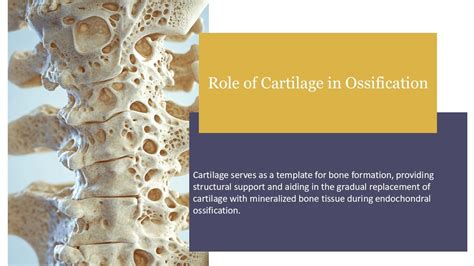Endochondral Bone Ossification Ppt Template Acp Ppt Sample