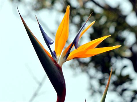 ゴクラクチョウカ Strelitzia Reginae かぎけん花図鑑