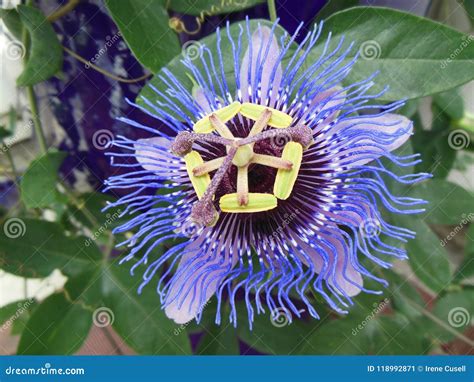 Passionflower Passiflora Blooming With Single Flower Closeup Stock