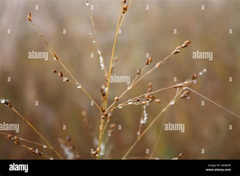 Switchgrass A Key Native Grass Species Plays An Important Ecological