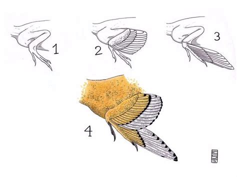 Folded Bird Wing Anatomy