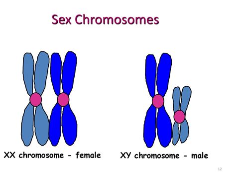 Meiosis Mrs Harper Biology 1128 Ppt Download